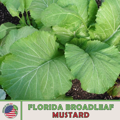 Florida Broadleaf Mustard | Sola Seed Company