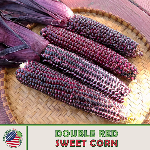 Double Red Sweet Corn | Sola Seed Company
