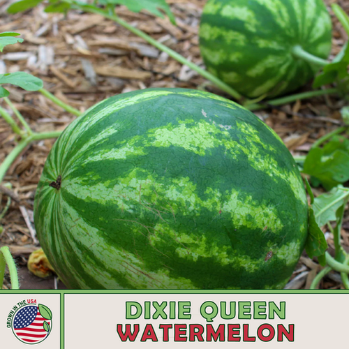 Dixie Queen Watermelon | Sola Seed Company