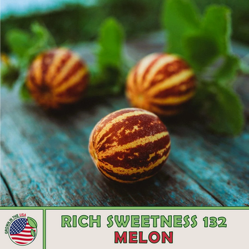 Rich Sweetness 132 Melon | Sola Seed Company
