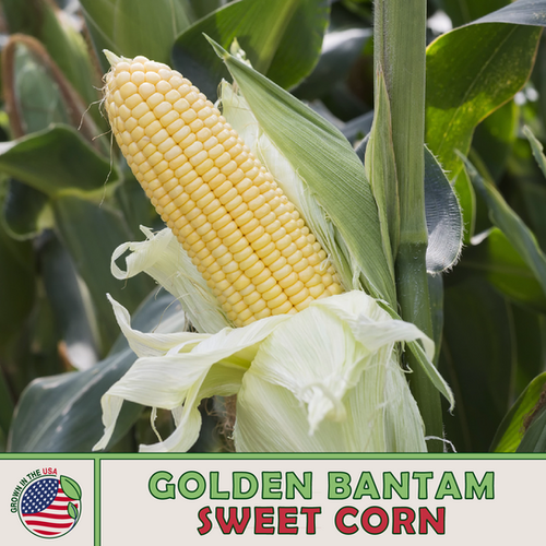 Golden Bantam Corn | Sola Seed Company
