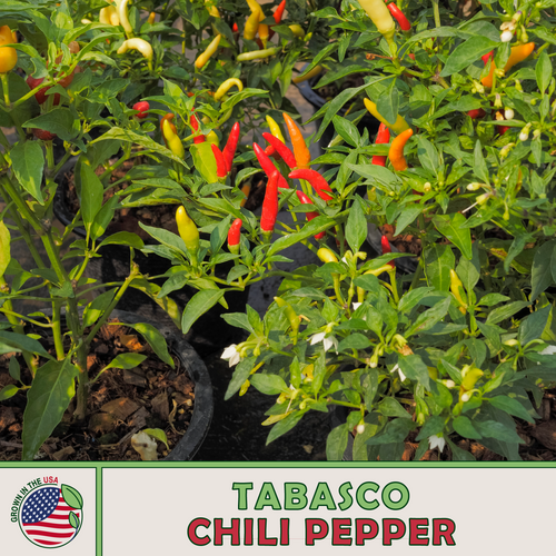 Tabasco Chili Pepper | Sola Seed Company