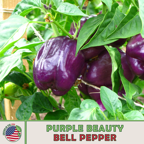 Purple Beauty Bell Pepper | Sola Seed Company