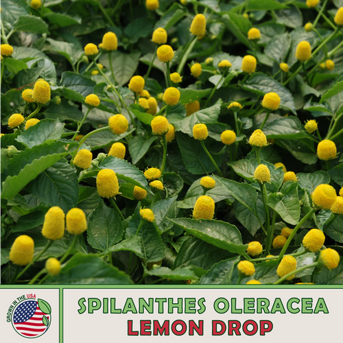 Lemon Drop | Sola Seed Company