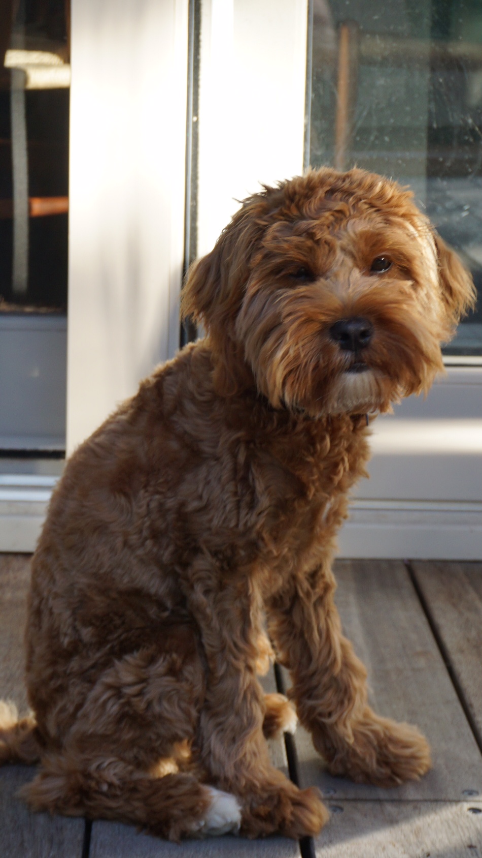 Adult Cavoodle gallery | Wattlecombe Cavoodles