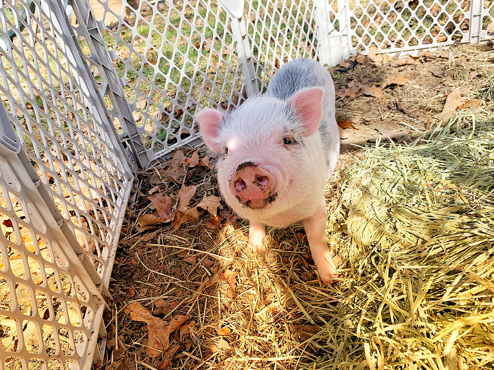 Socializing a Mini Pig
