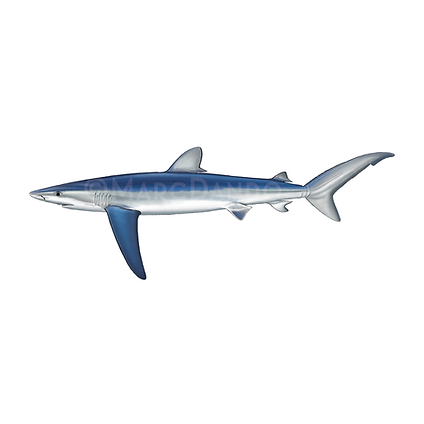 Blue Shark | Sharkpedia