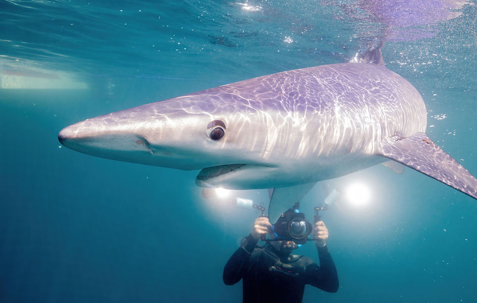 Sharkpedia | Sharks of Rhode Island