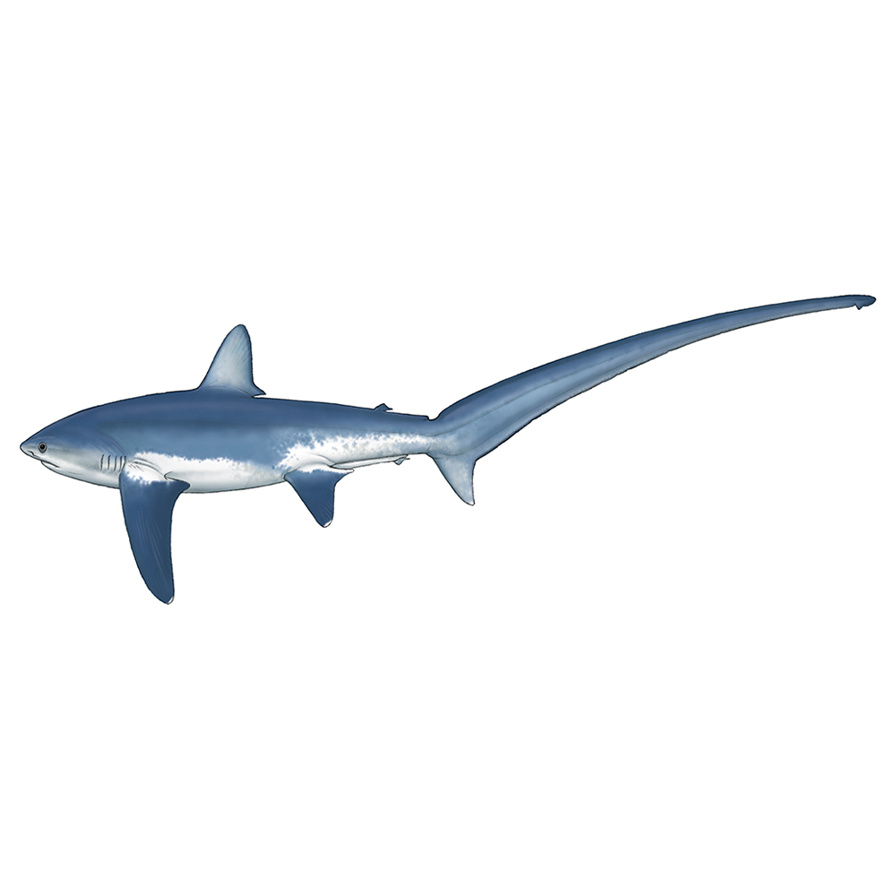 Common Thresher | Sharkpedia