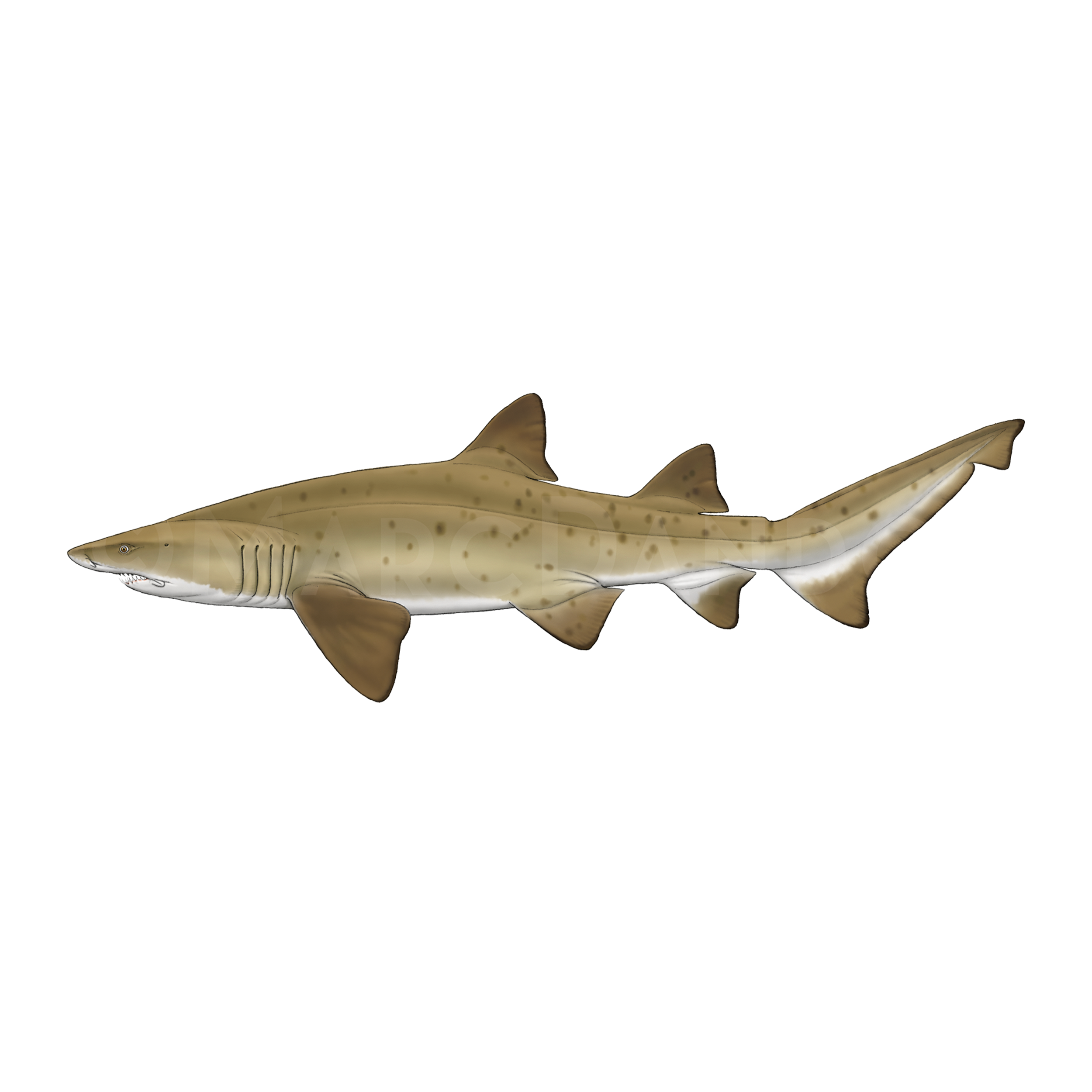 Smooth Dogfish | Sharkpedia