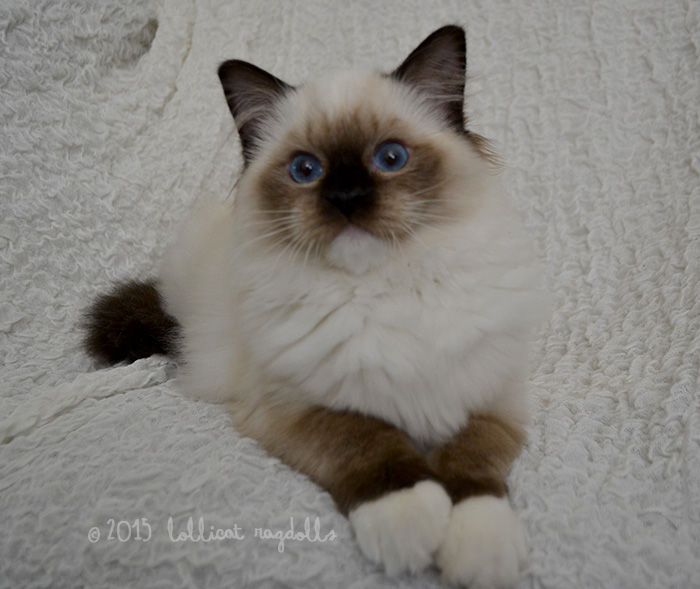 Lollicat Ragdolls | Retired Breeders | Phoenix, Arizona
