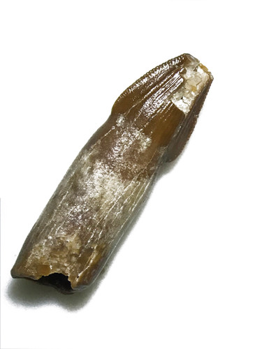 Crocodile Tooth From Kem Kem rooted Hamadasuchus sp.