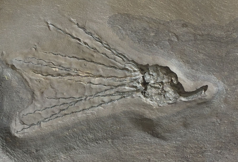 Paleozoic Area | trilobiti.com