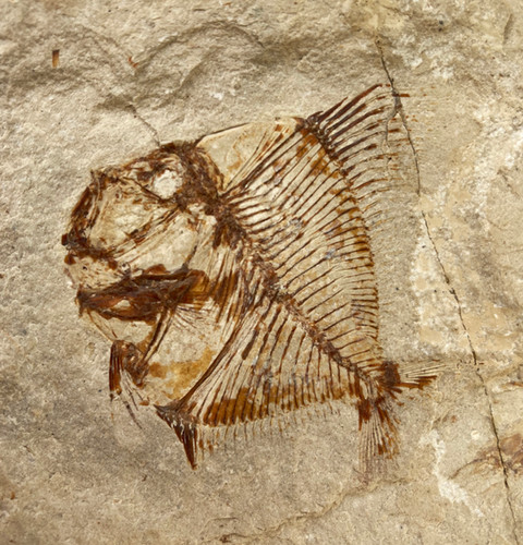 Aipichthys minor fossil fish cretaceous on sale | trilobiti.com