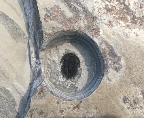 Black and cute Cambrian trilobite Modocia typicalis (Resser ...