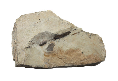 Undescribed Cambrian Archaeocyathid | trilobiti.com