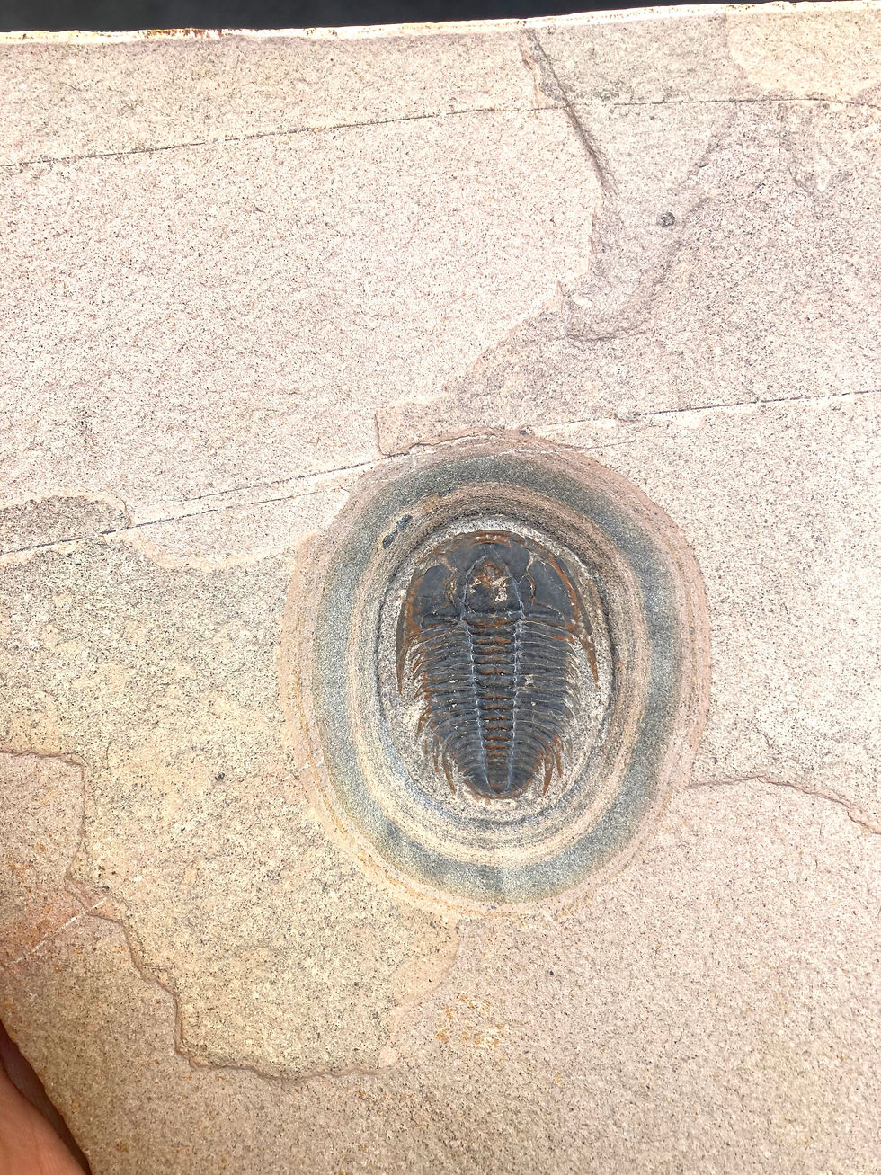 trilobiti.com the best American and USA trilobites on sale