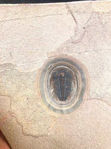 Modocia typicalis (Resser) from cambrian strata of Utah | trilobiti.com
