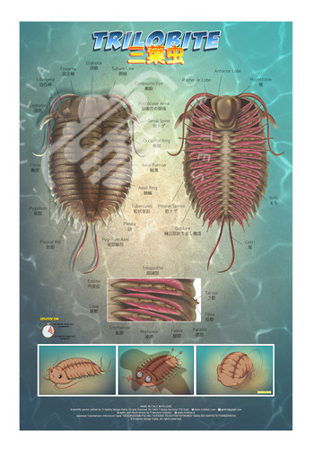 Anatomy Cambrian Trilobite Fossil Poster