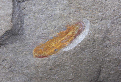 Fossil Sponge Pirania? Fezouata undetermined Ordovician | trilobiti.com