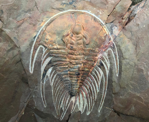 Monster Cambrian Trilobite Olenellus nevadensis (Walcott 1910 ...