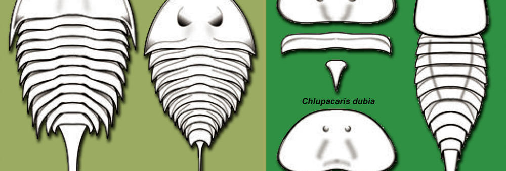 Aglaspis sp. Cambrian Aglaspidida arthropod from Weeks formation