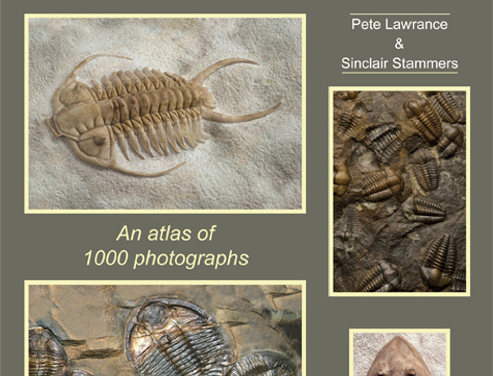 Trilobites of the World | trilobiti.com