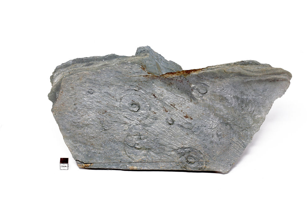 Ediacarian fossil Cyclomedusa. sp (Sprigg, 1947) | trilobiti.com