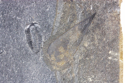 Cambrian Hyolitha Hyolithes idahoensis? Spence Shale | trilobiti.com