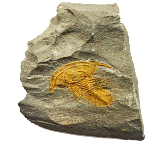 Rare Cambrian Fallotaspis plana? Morocco trilobite | trilobiti.com