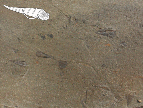 Cambrian Hyolithids from Pioche Shale + trilobite Eokochaspis