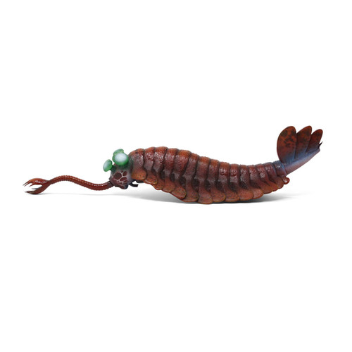 Opabinia regalis enigmatico fossile modello 3D Burgess Shale ...