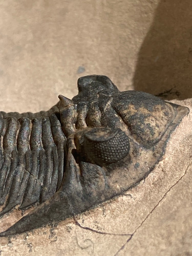 Great skin quality Metacanthina issoumourensis trilobite | trilobiti.com