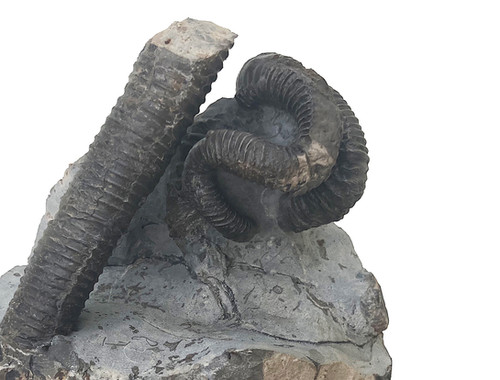 Nipponites n. sp. japanese ammonite and Rhyoptychoceras sp. | trilobiti.com