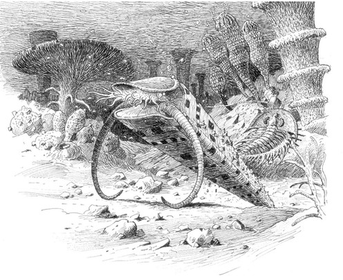 Cambrian Hyolitha Hyolithes idahoensis? Spence Shale