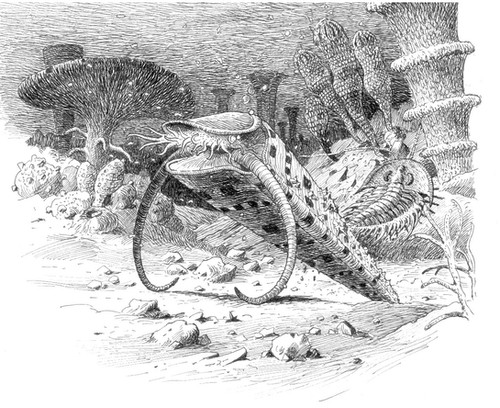 Poster fossil Cambrian Hyolitha reconstruction