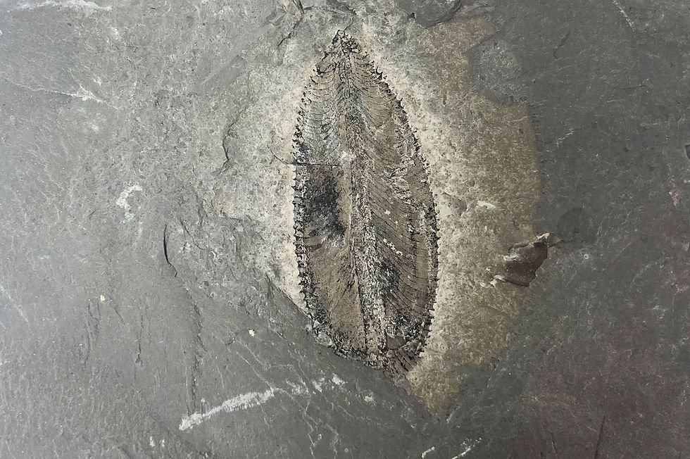 Monster Ordovician Graptolite Phyllograptus archaios Utah Fossil ...