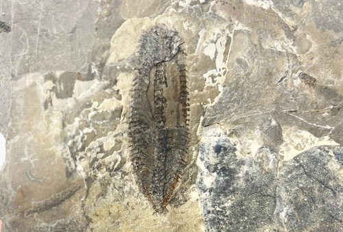 Ordovician Graptolite Phyllograptus archaios Utah Fossil | trilobiti.com