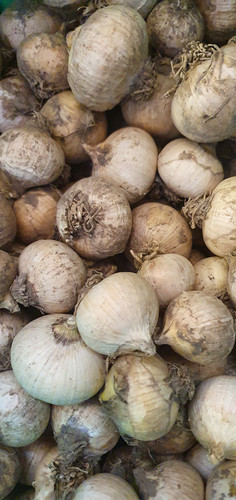 Organic Garlic (ROUNDS) - 250g | Garlic At Bawley