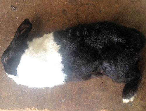 Rabbit's frozen feeders | cjcrittersnacks