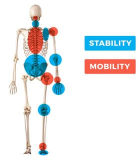 The Hip bone's connected to the back bone...