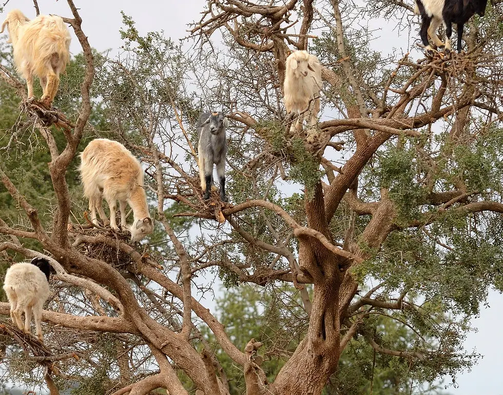 Why Do Goats Love to Climb? Climbing Structures For Goats