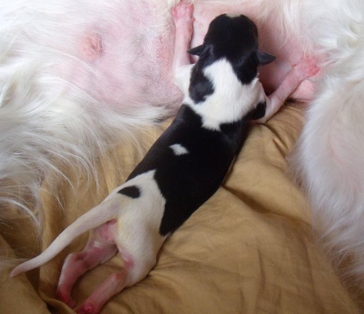 Borzoi Puppies For Sale | Borzoi Puppies Available