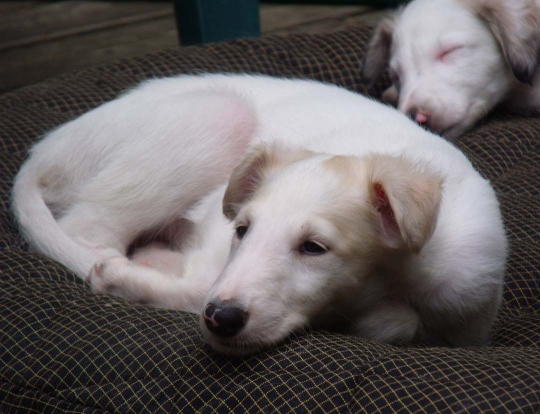Borzoi Puppies For Sale | Borzoi Puppies Available