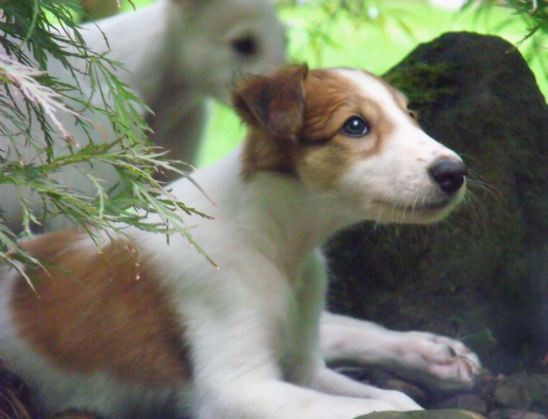 Borzoi Puppies For Sale | Borzoi Puppies Available