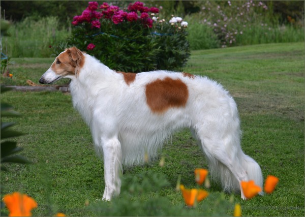 Borzoi Champions | Sedona Borzoi