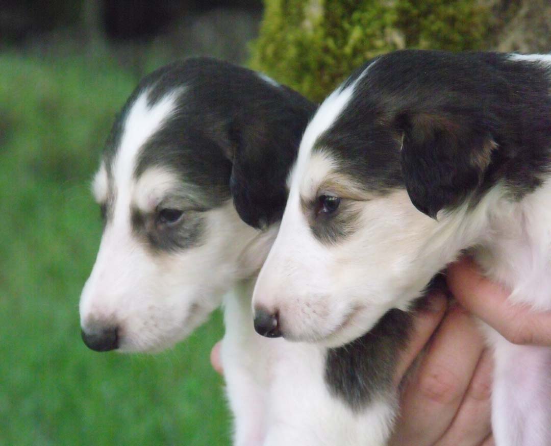 Borzoi Puppies For Sale | Borzoi Puppies Available