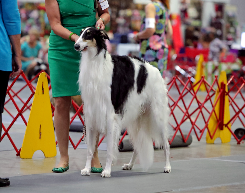 Borzoi Champions | Sedona Borzoi