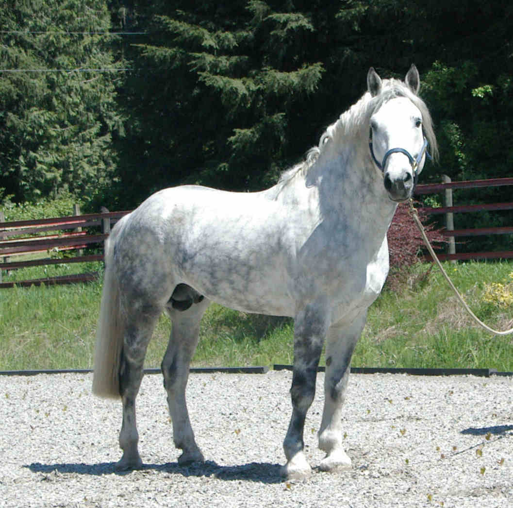 Manu Forti's Touch Down