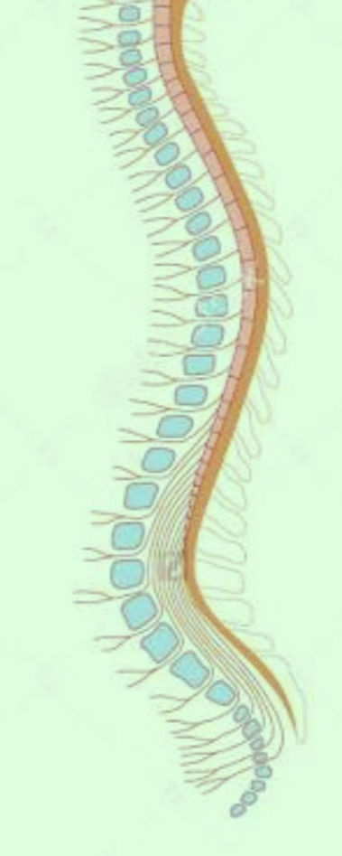 O desconhecido derrame medular